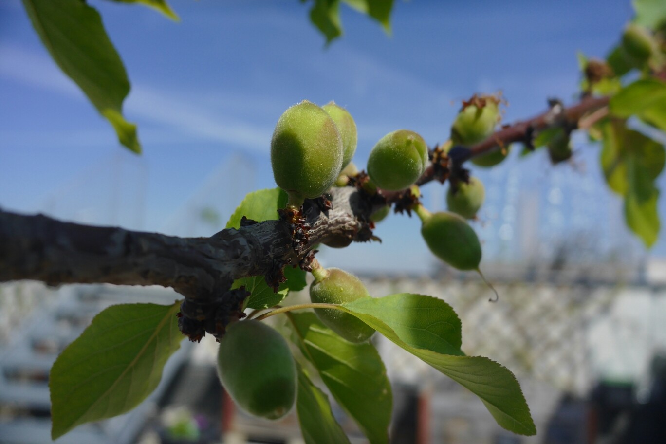 Die Marillenbaum-Blüte. - warmekueche.at