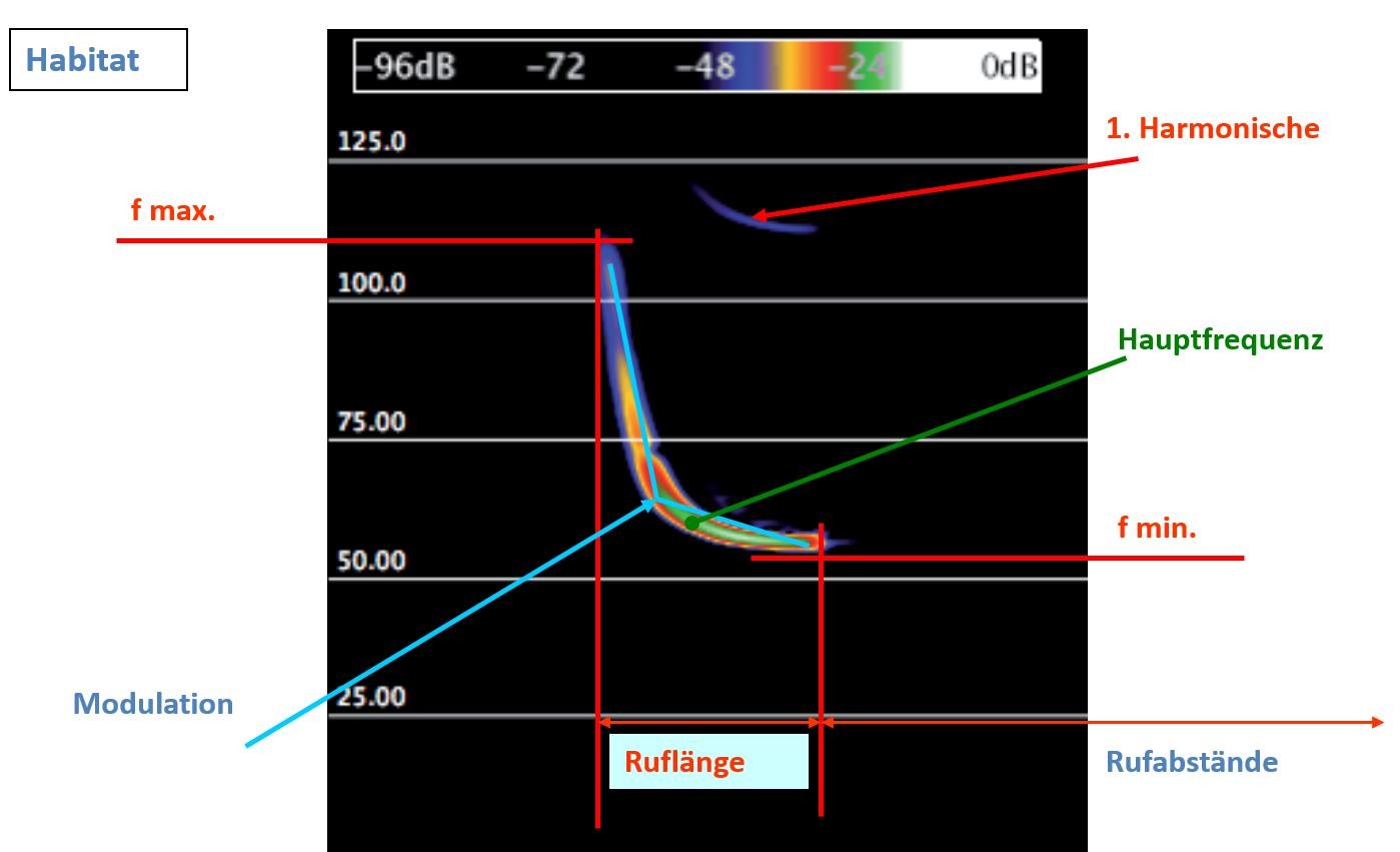 Ultraschall Bioakustik - ECOLogie – Ökologische Planungen und Gutachten