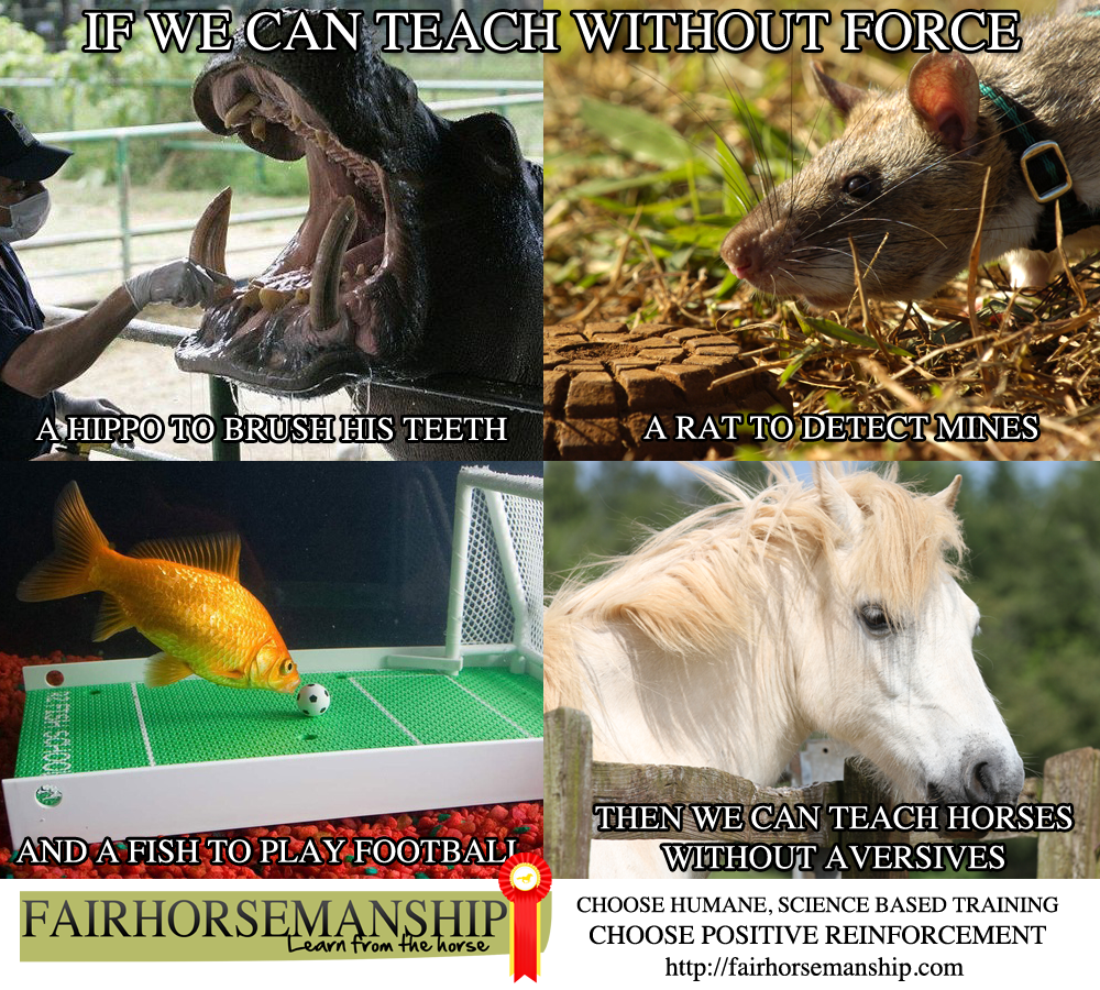 WHAT IS AVERSIVE TRAINING? And why you should stop using it ...