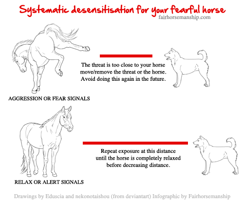 FREQUENTLY ASKED TRAINING QUESTION: How do I help my horse overcome his ...