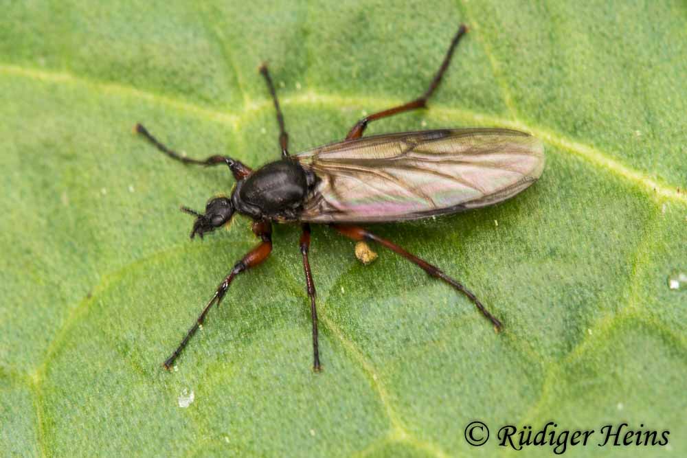 Fotogalerie Zweiflügler - Rüdiger Heins Naturfotografie
