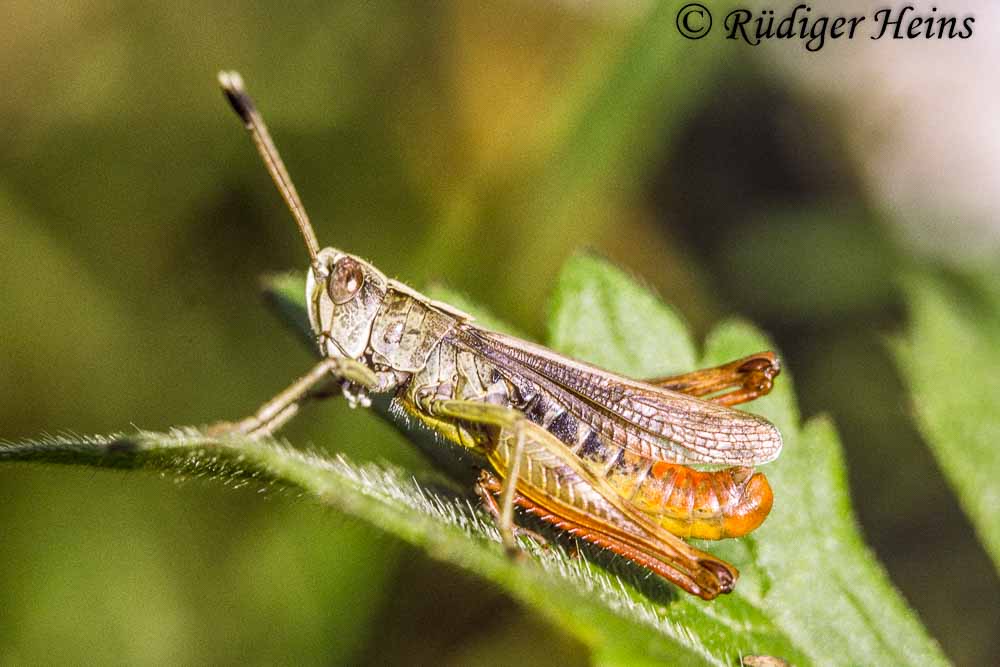 Fotogalerie Grashüpfer 3 - Rüdiger Heins Naturfotografie