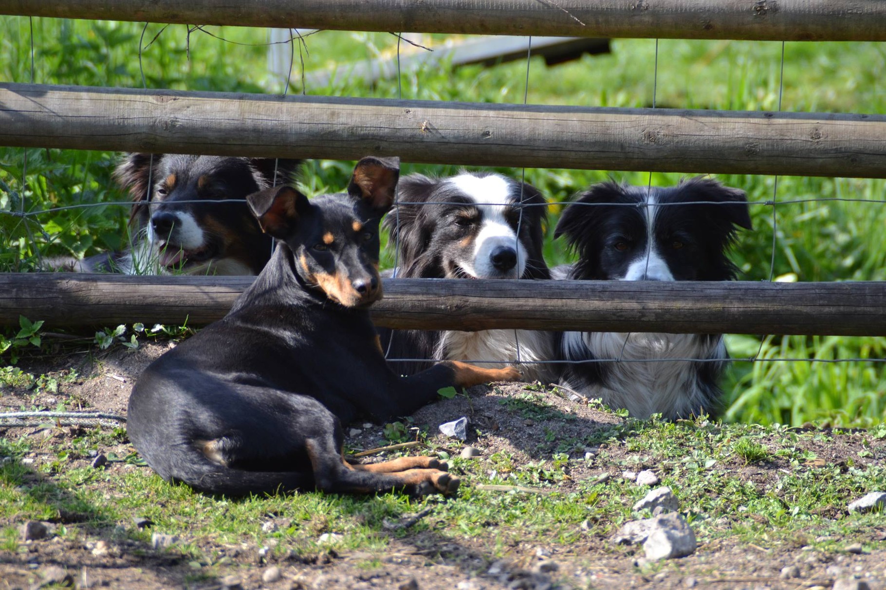 Meine Hunde - stockmanstrusts Webseite!