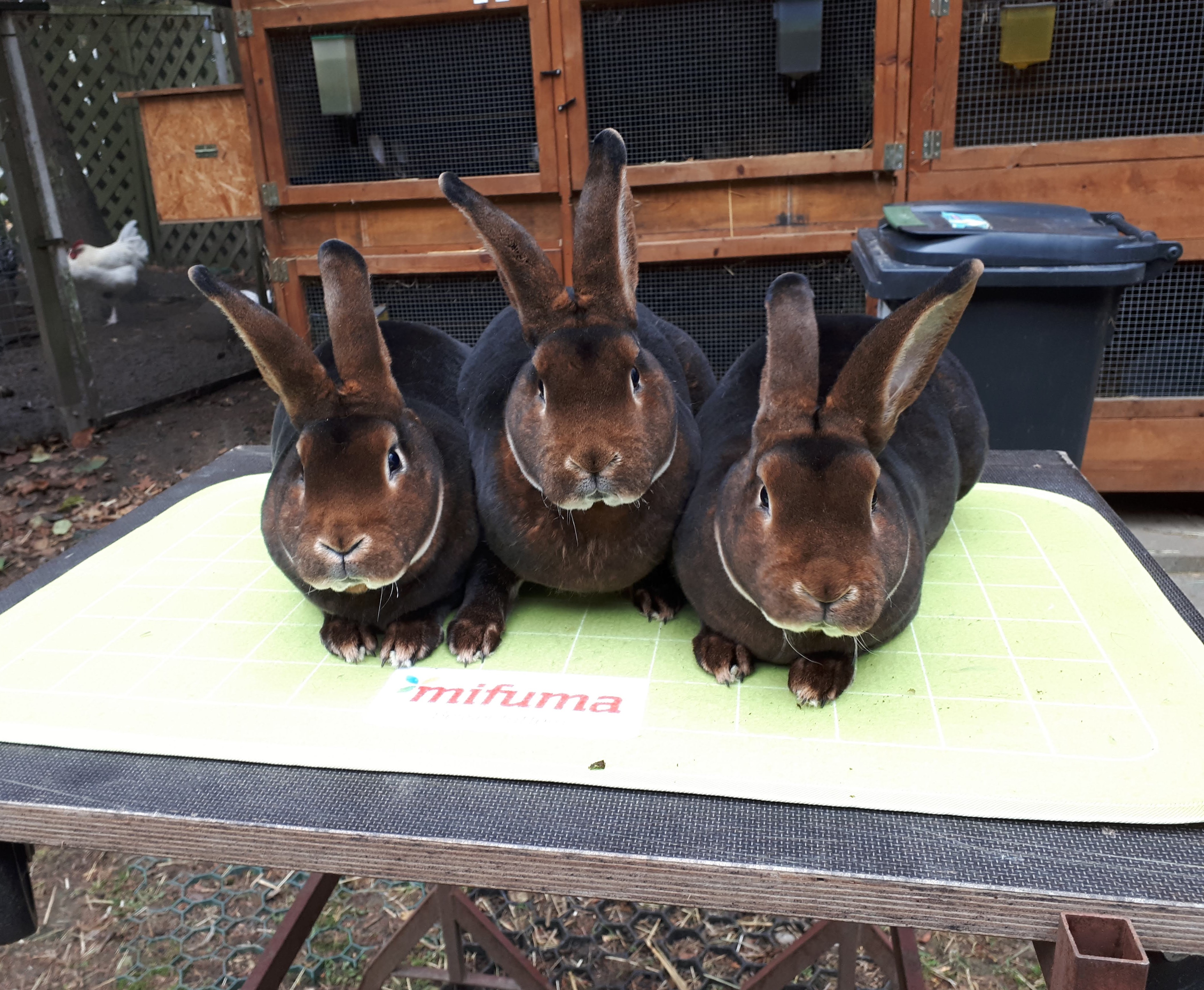 Schwarz-Rexe - helle-großsilber kaninchen, rassekaninchen bielefeld ...