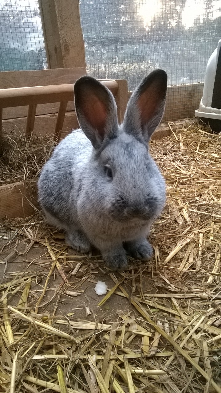 Rassekaninchen Bielefeld, Helle Großsilber Kaninchen, Castor-Rex und ...
