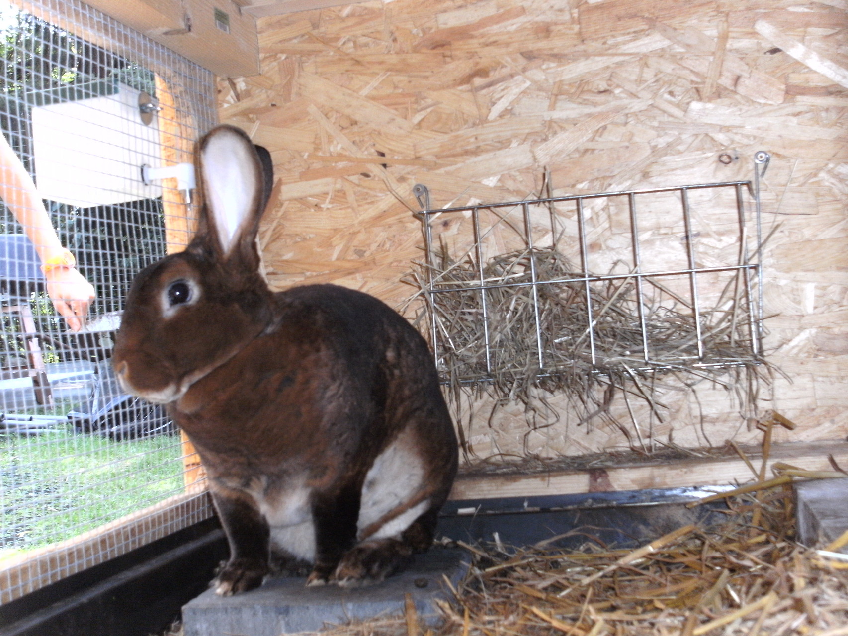 Unsere Castor-Rexe - helle-großsilber kaninchen, rassekaninchen ...