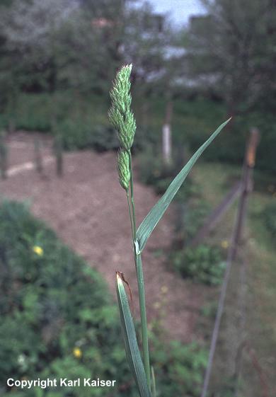 Knaulgras - Karl Kaiser Website