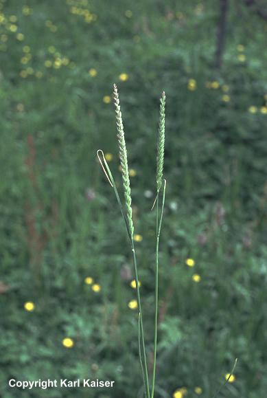 Kammgras - Karl Kaiser Website