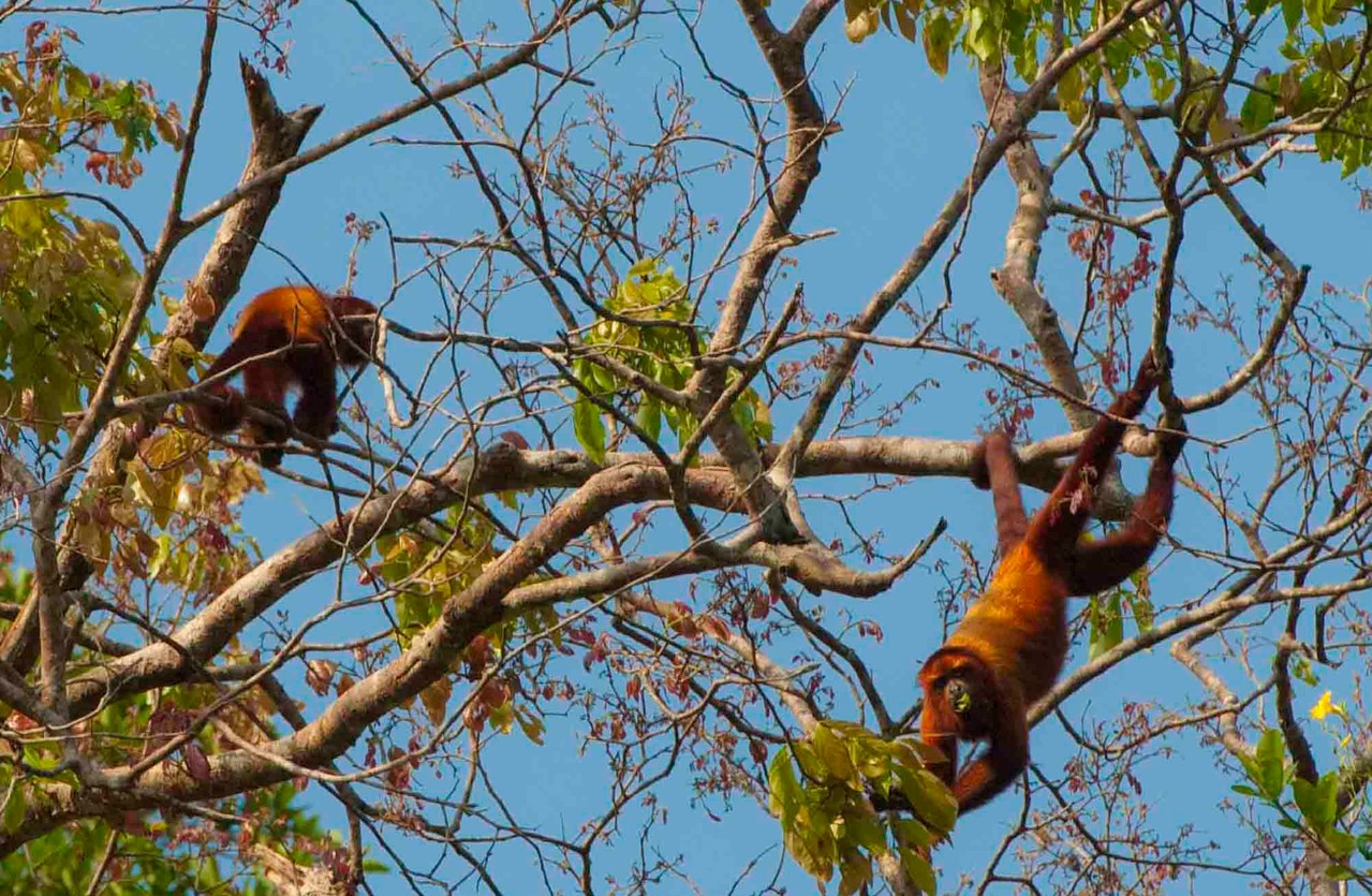 Observation de la faune de Guyane : Singes hurleurs, Singes Atèles ...