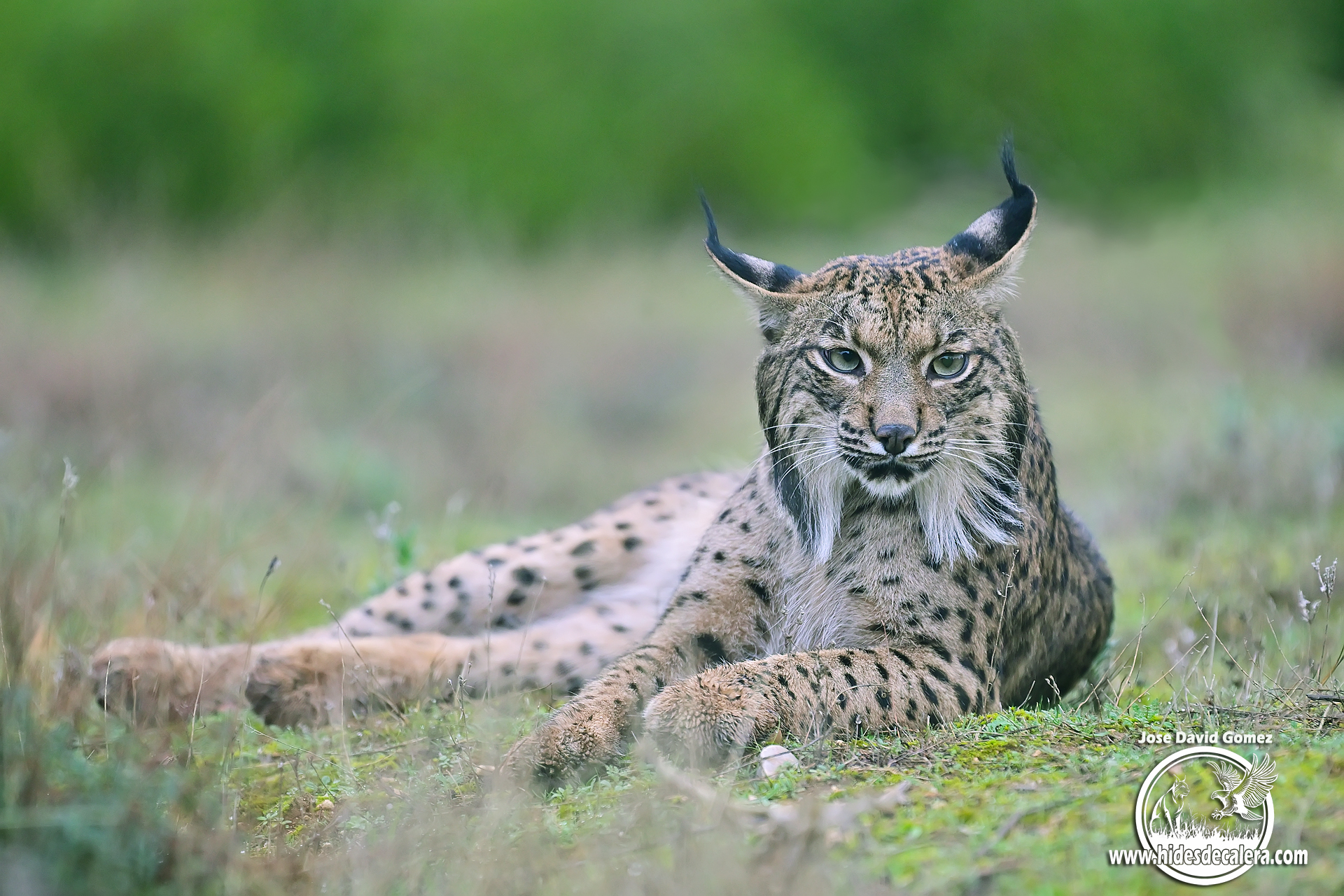 Wildlife photography hides in spain. Great bustards, imperial eagle ...