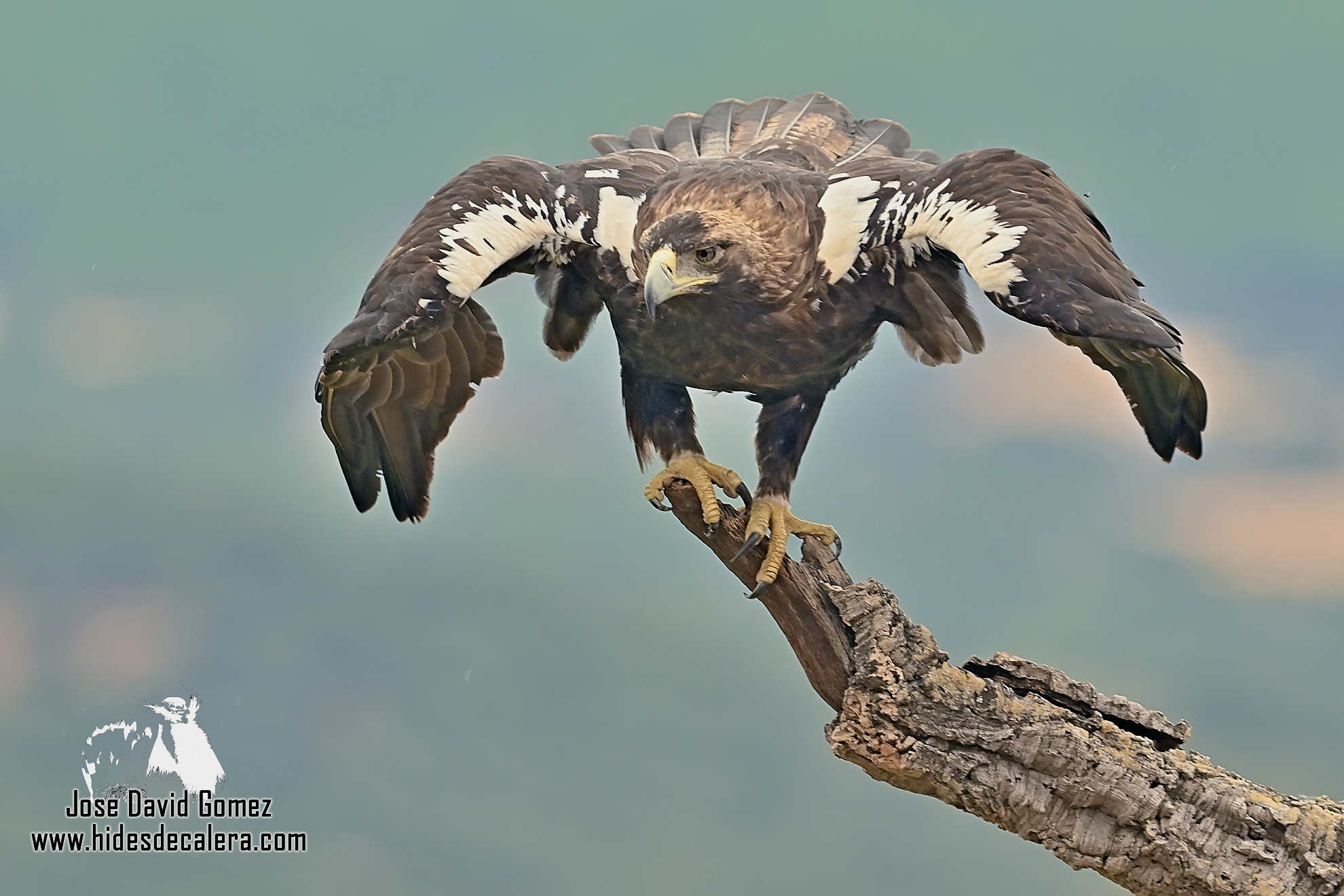 Winter wildlife photo workshop in spain - Wildlife photo hides in Spain