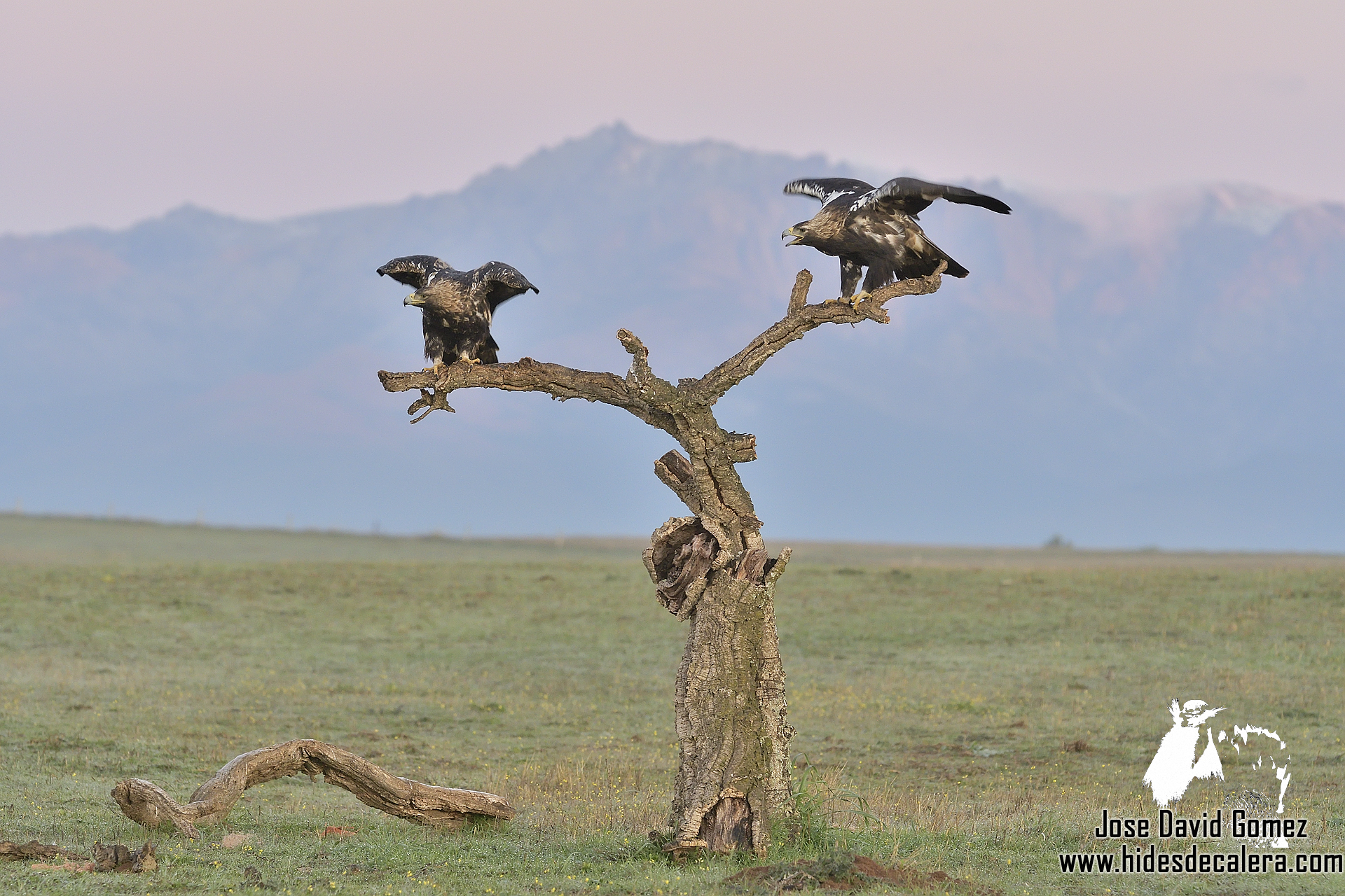 Wildlife photography hides in spain. Great bustards, imperial eagle ...