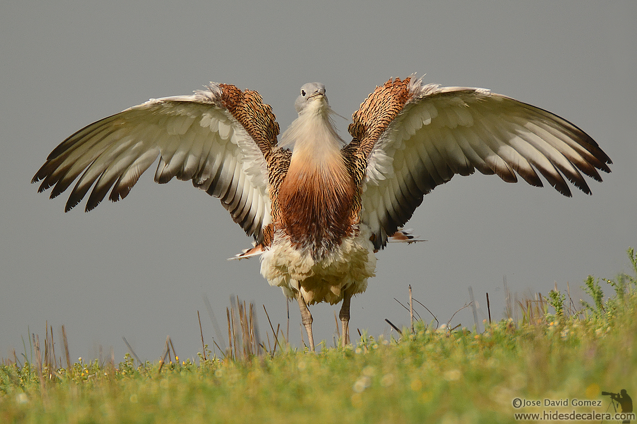 Wildlife photography hides in spain. Great bustards, imperial eagle ...