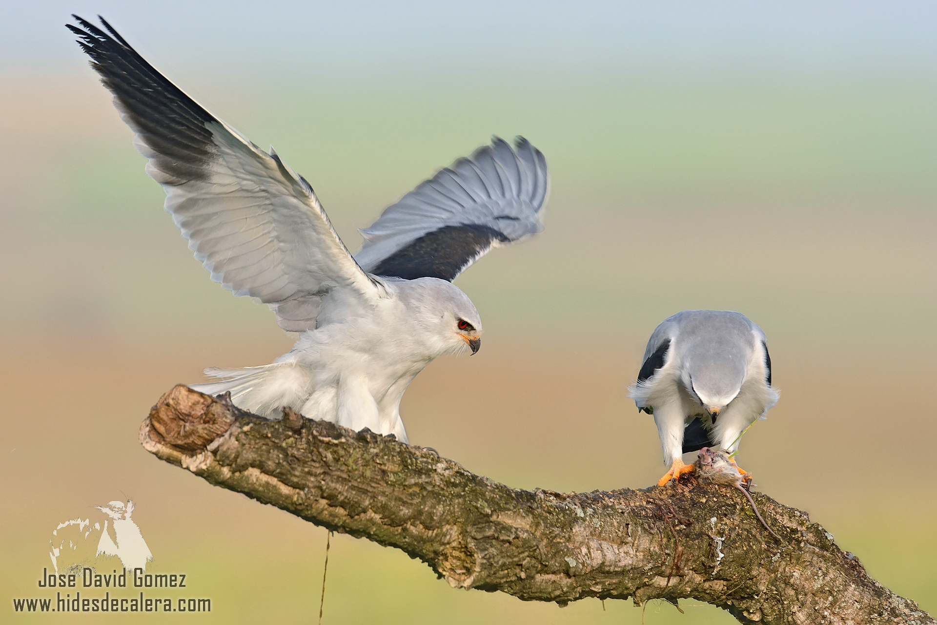Wildlife photography hides in spain. Great bustards, imperial eagle ...