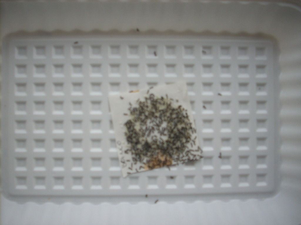 L'ALLEVAMENTO DEI BACHI DA SETA - creattivis JimdoPage!