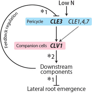 CLE-CLV1カスケードによる低窒素条件下での側根の成長の調節機構 - arayatakaos jimdo page!