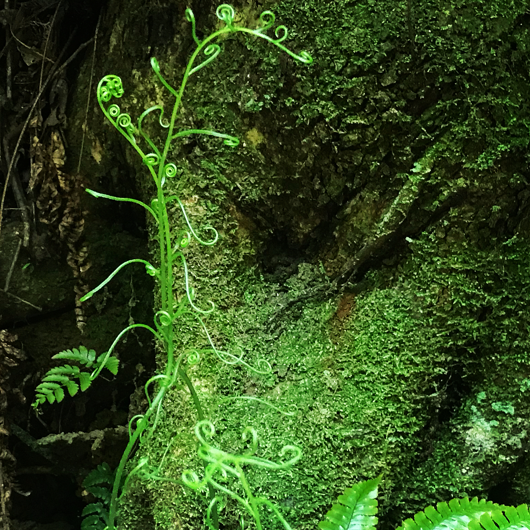 plantart@nara - plantart2nara ページ！