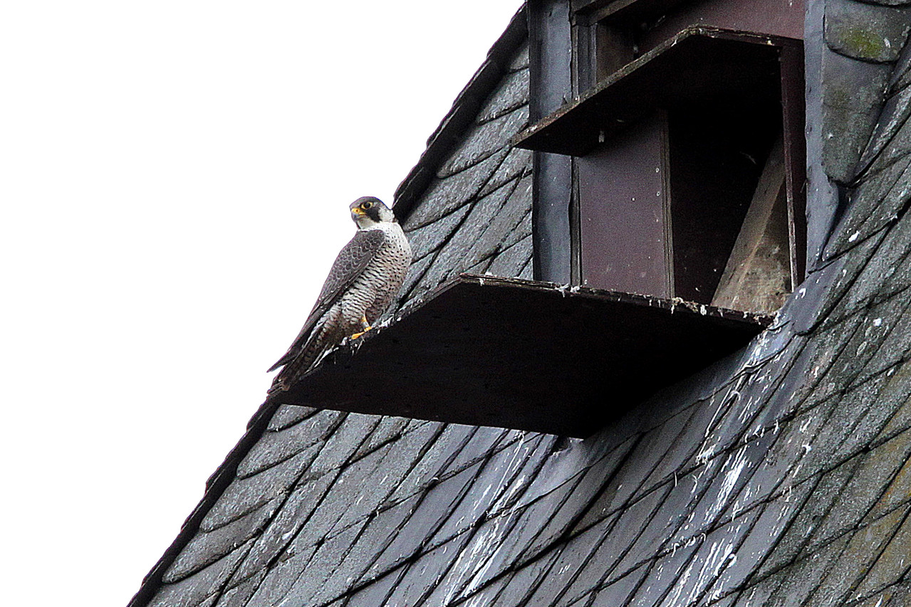 Der Wanderfalke – schnellster Jäger der Lüfte - nabu-holzmindens Webseite!
