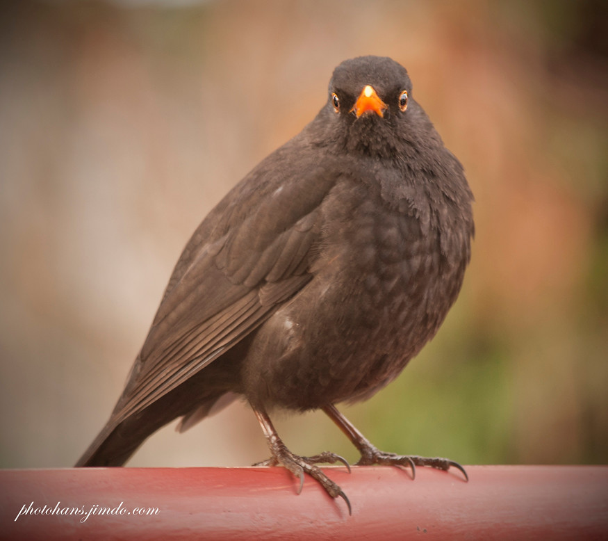 Uccelli, uccellini, uccelletti! - Hans photographer