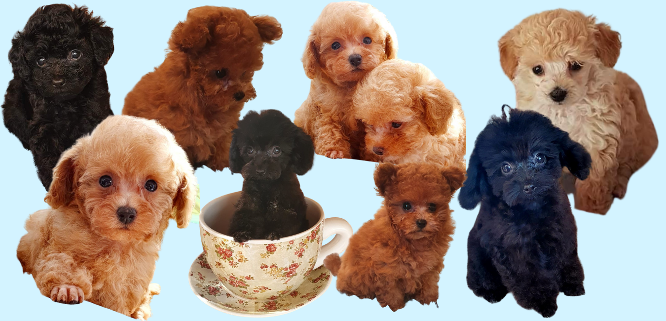 Mini Toy Pudel von der Pudelvilla - Mini Pudel Hobbyzucht - Teacuppudel ...