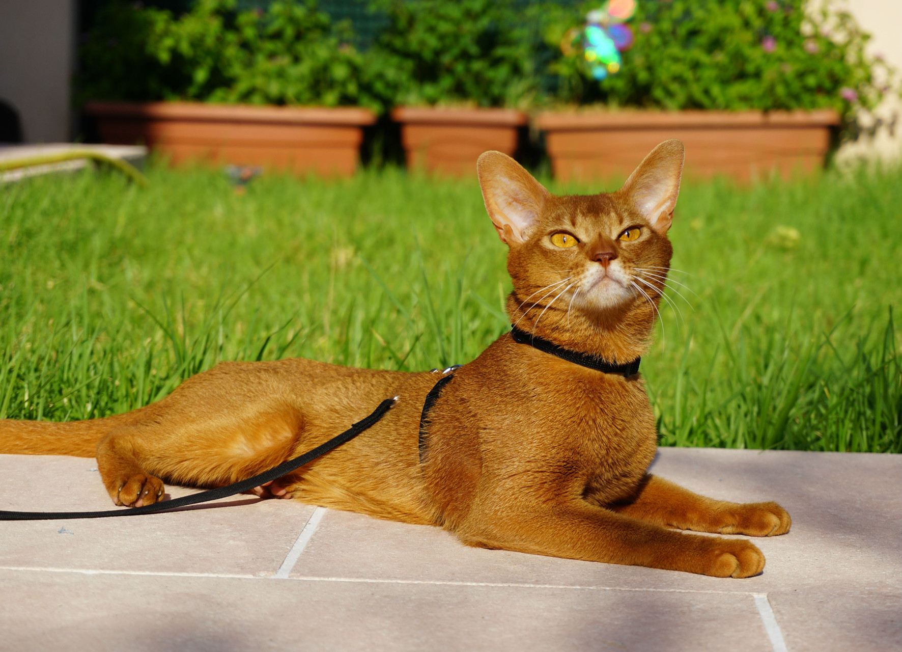 Couleurs du chat Abyssin - ISAL Club des chats Somali et Abyssin