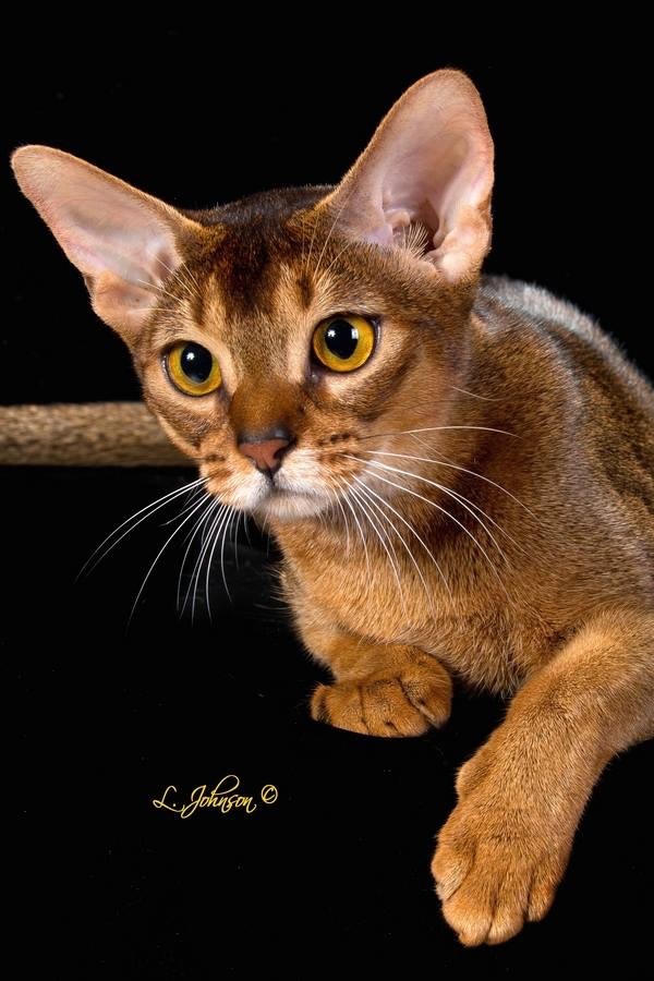 Couleurs du chat Abyssin - ISAL Club des chats Somali et Abyssin