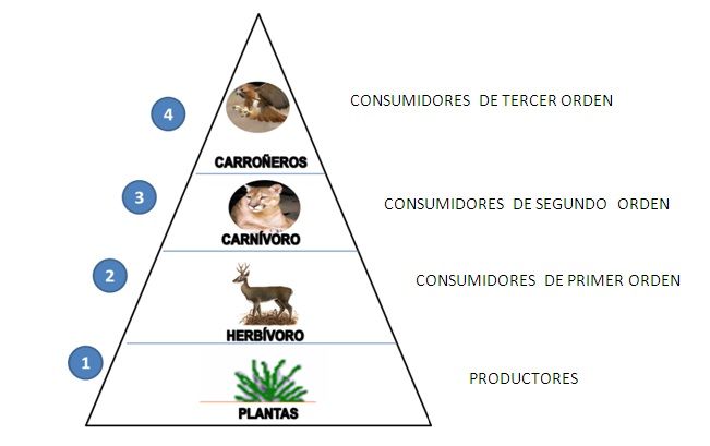 Cadena Alimenticia - Página web de apoyocr