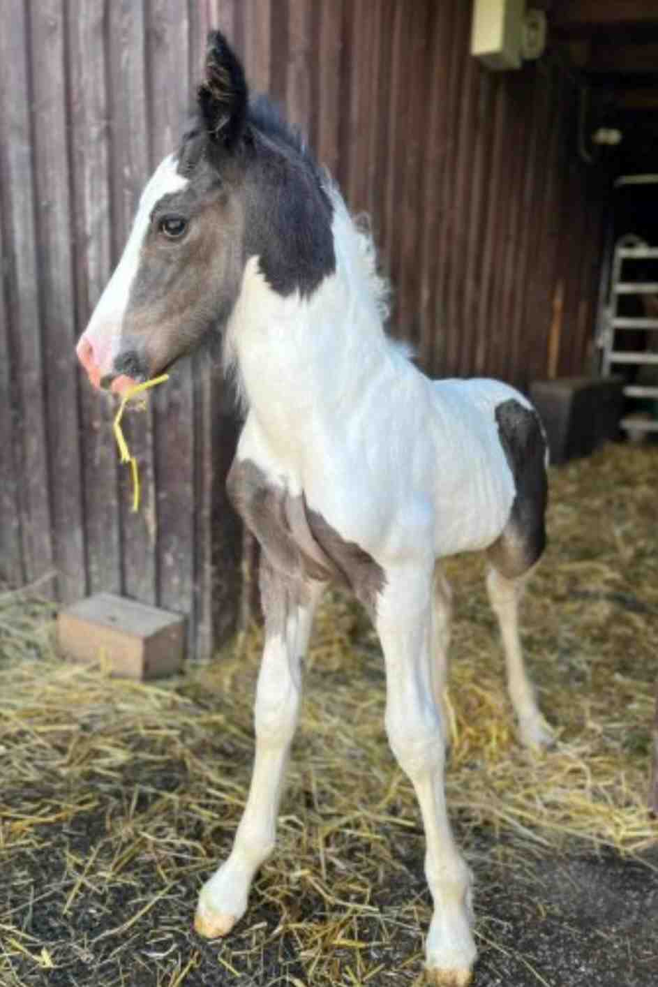 Fohlen 2023 - irishcob-daydreams Jimdo-Page!