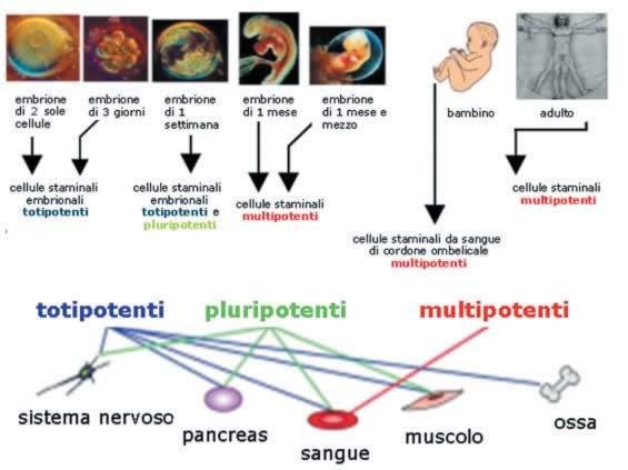 Cellule Staminali: è questo il futuro? - Francesco Aloisi Sito Ufficiale