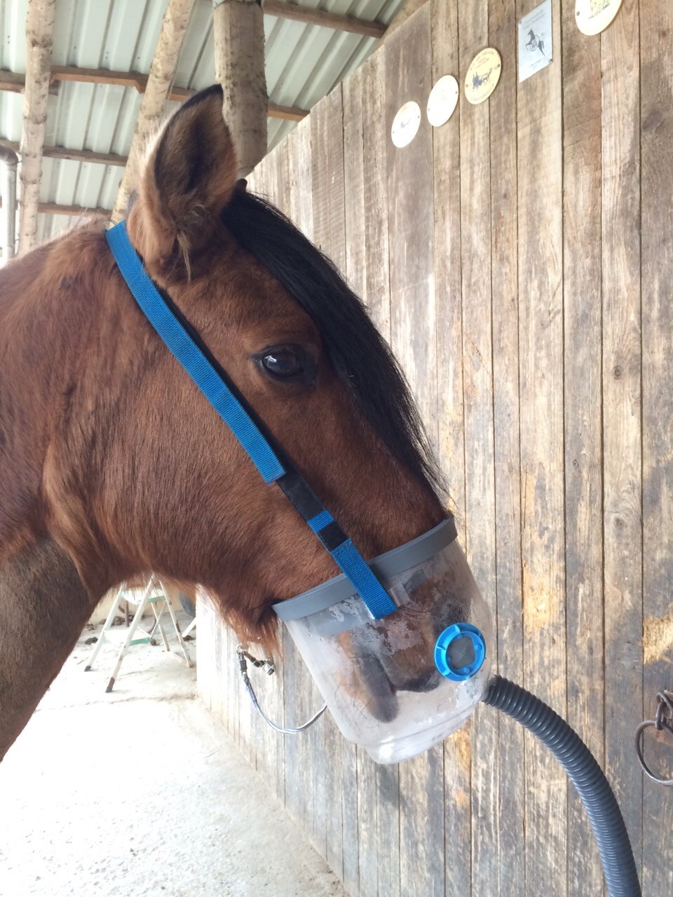 Inhalationstherapie für Pferde - Tierisch Gute Behandlung - Isabell Appel