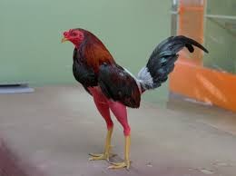 COMO SER EL MEJOR GALLERO - gallos y mucho mas