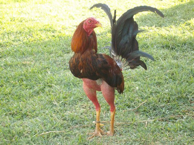 COMO SER EL MEJOR GALLERO - gallos y mucho mas