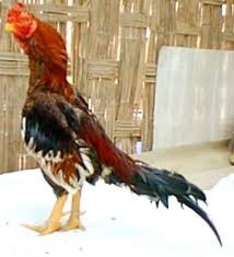 COMO SER EL MEJOR GALLERO - gallos y mucho mas