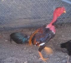 COMO SER EL MEJOR GALLERO - gallos y mucho mas