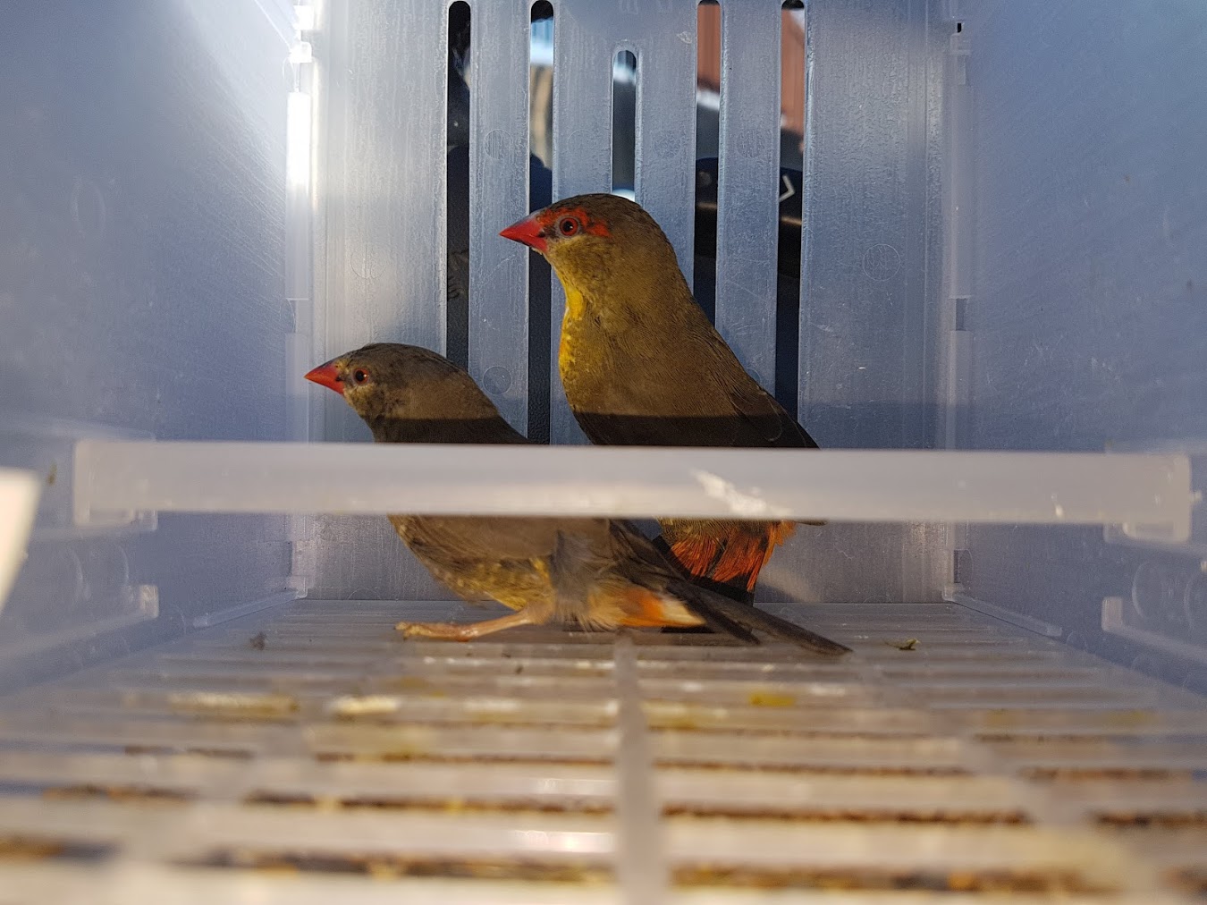 Bengalino Ventre Arancio - Benvenuti su allevamentoamatorialediraffaele!