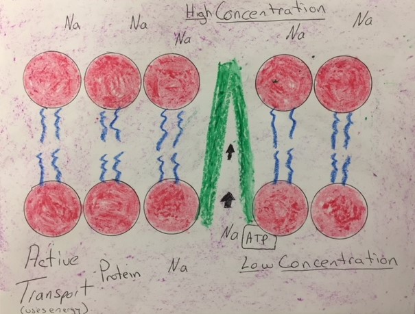 Cell Process and Energy - mrzscience