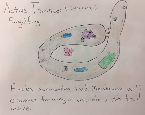 Cell Process and Energy - mrzscience