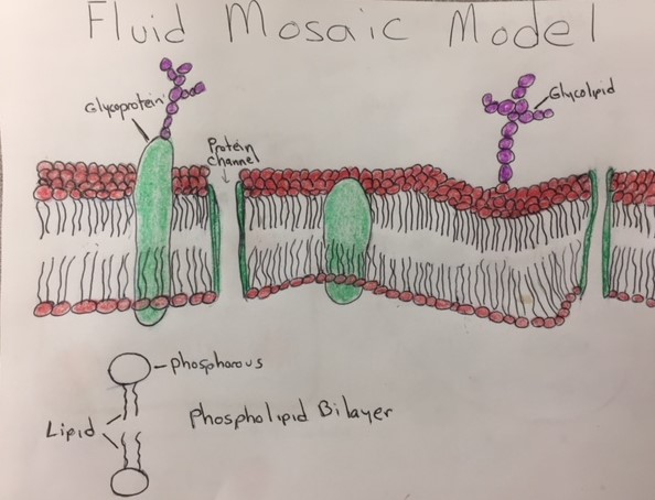 Cell Process and Energy - mrzscience