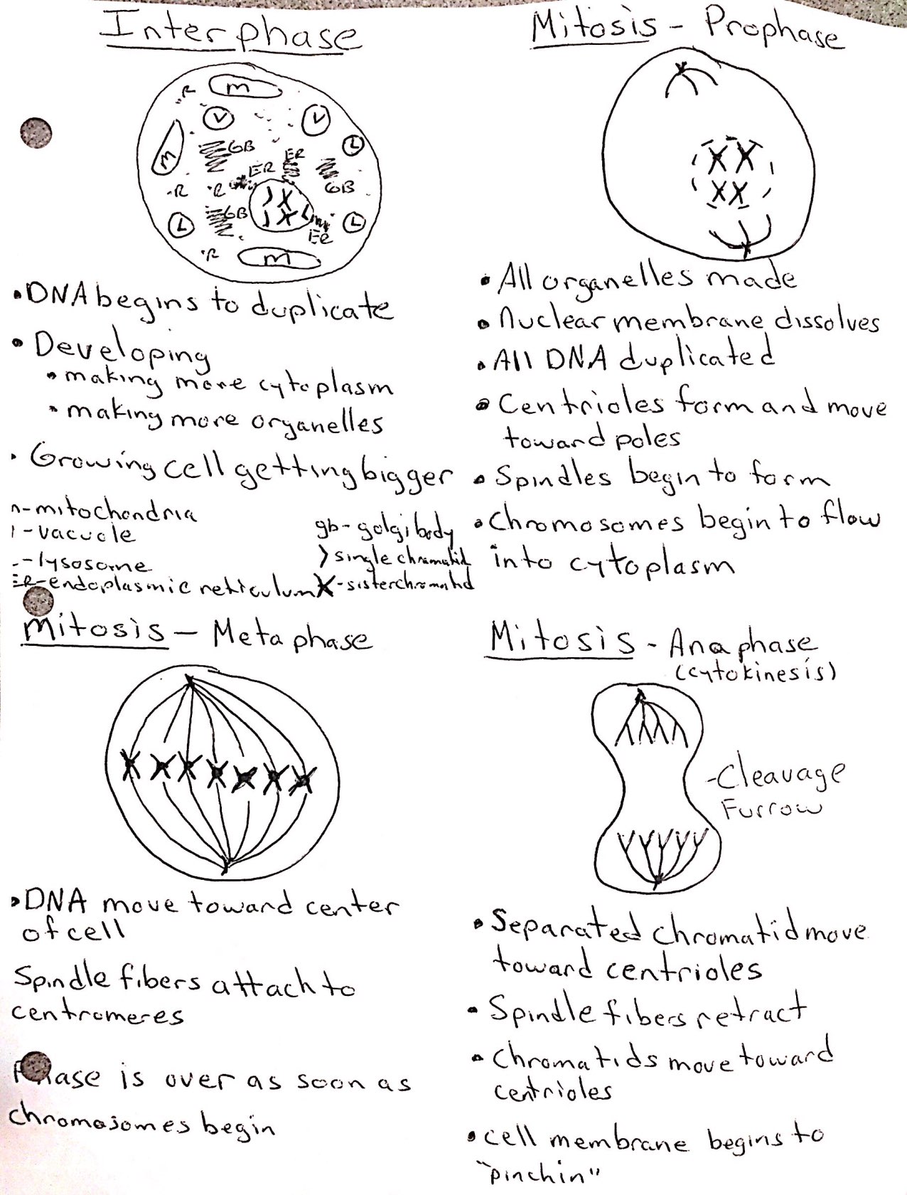 Cell Cycle - mrzscience