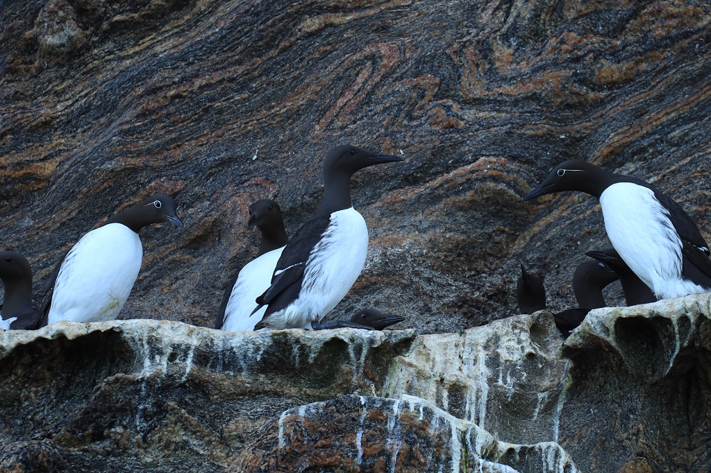 In Search of Puffins on the Lofoten Islands - SquirrelSarah