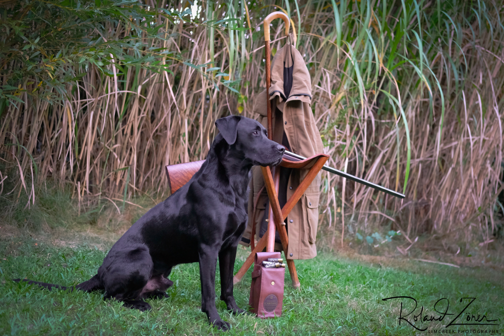 Starcreek Pathfinder of Limcreek - "Scout" *15.07.2016 - :: Labrador ...