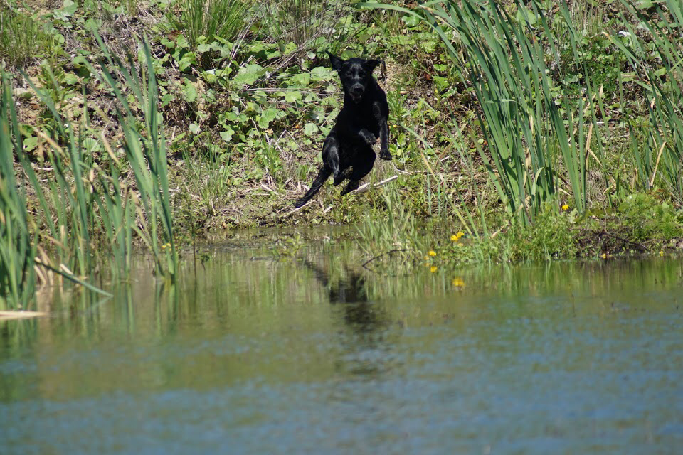 Starcreek Pathfinder of Limcreek - "Scout" *15.07.2016 - :: Labrador ...