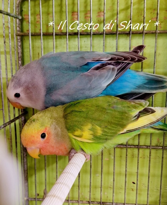 Agapornis Cana (inseparabile del Madagascar) - Allevamento Agapornis ...