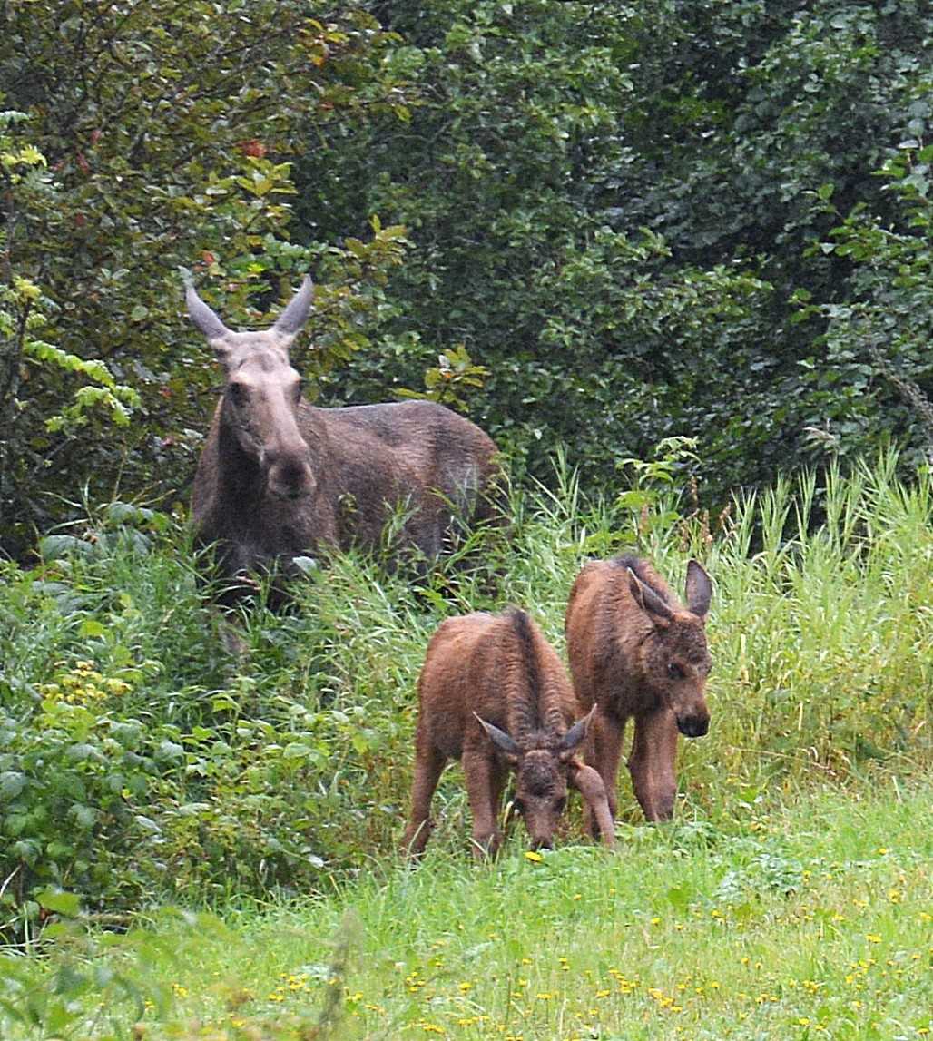 Moose safari for young and old - Discover Nature Norway gert