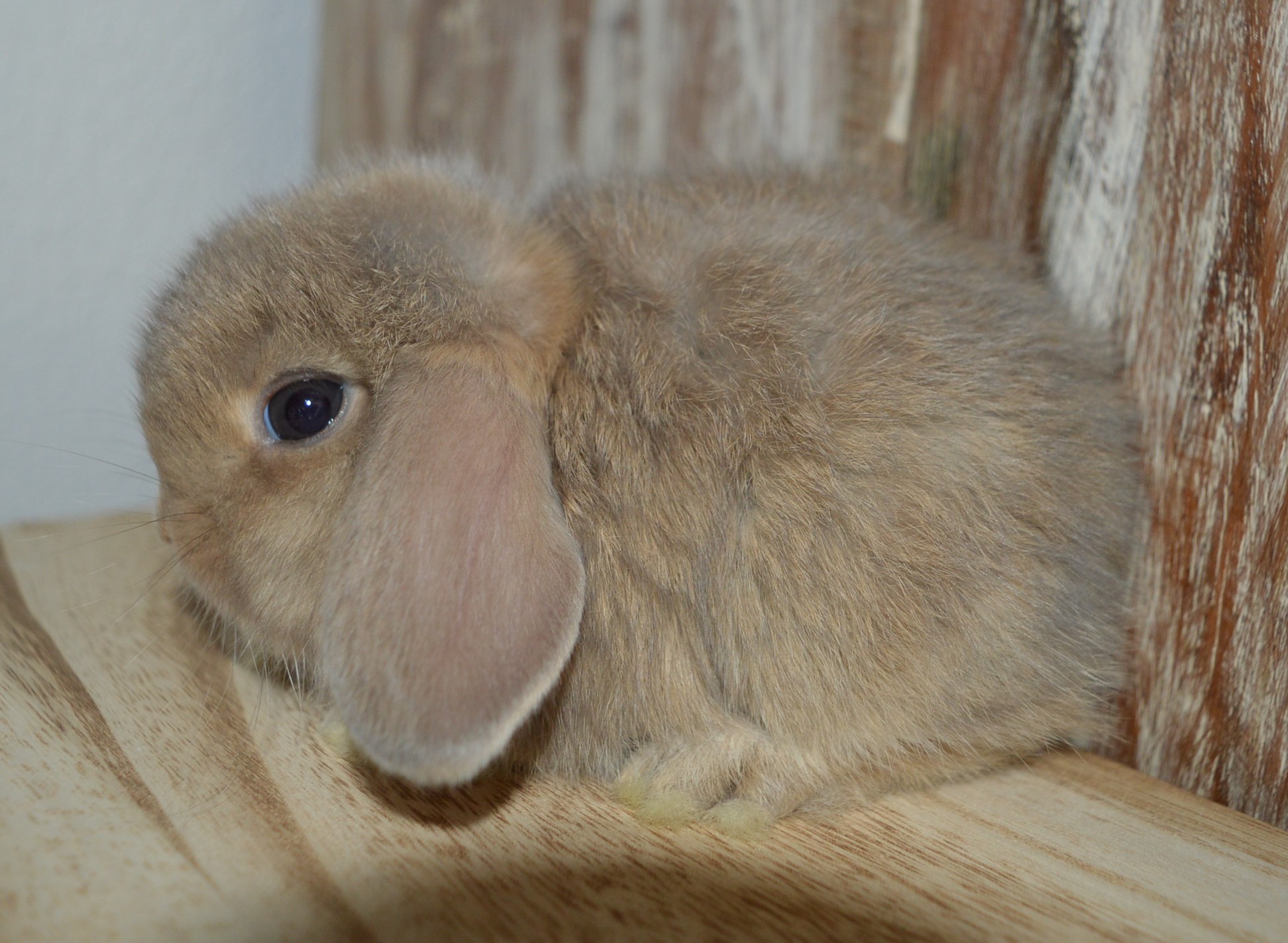 Rexsatinzwergwidder - rexsatinkaninchens Webseite!