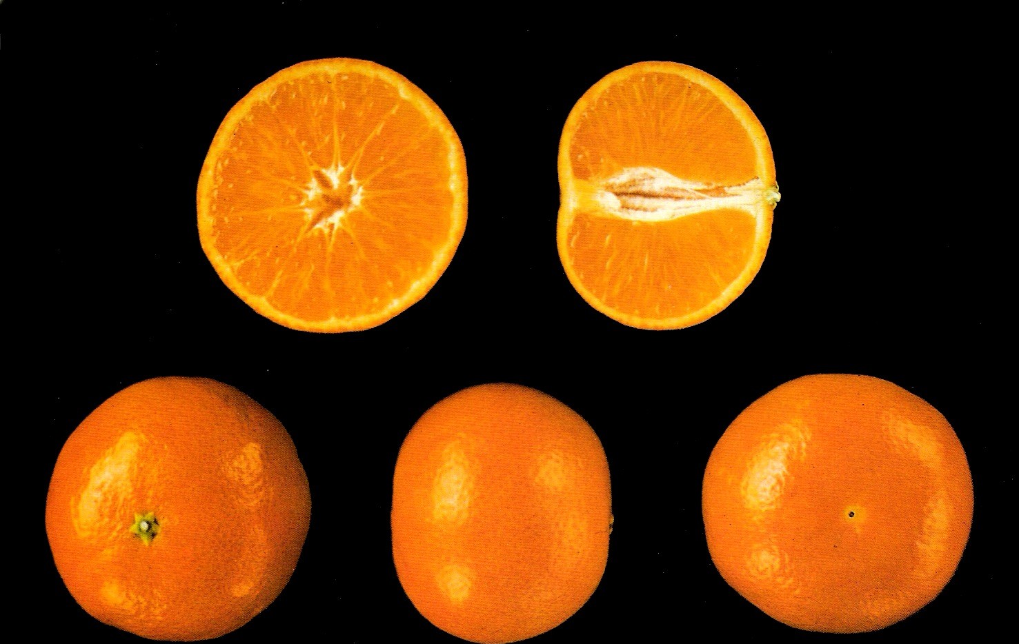 Mandarinas - Página web de cocinacuriosa