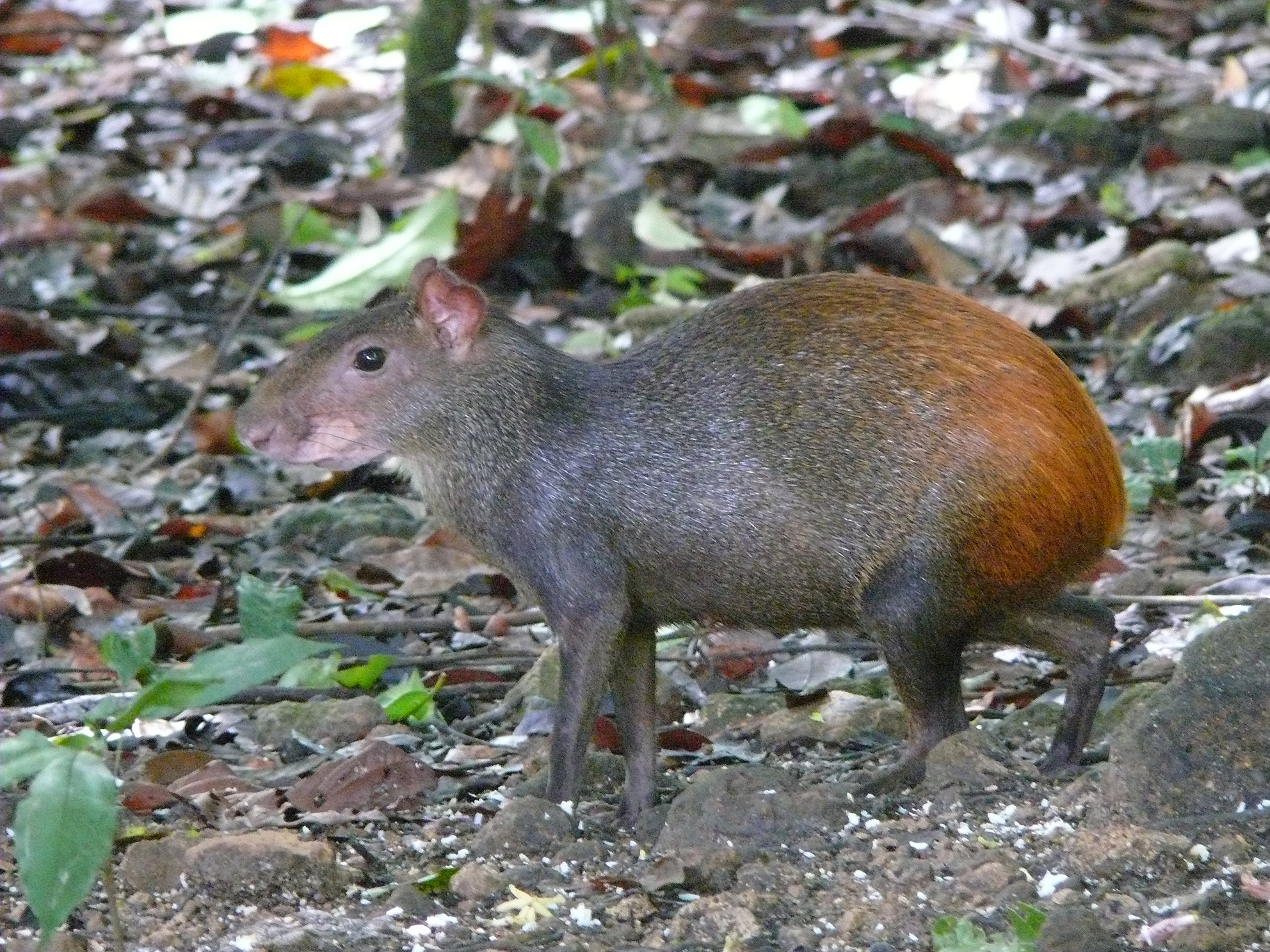 Zoogdieren - Mammals - De website van mhedelmannatuur!