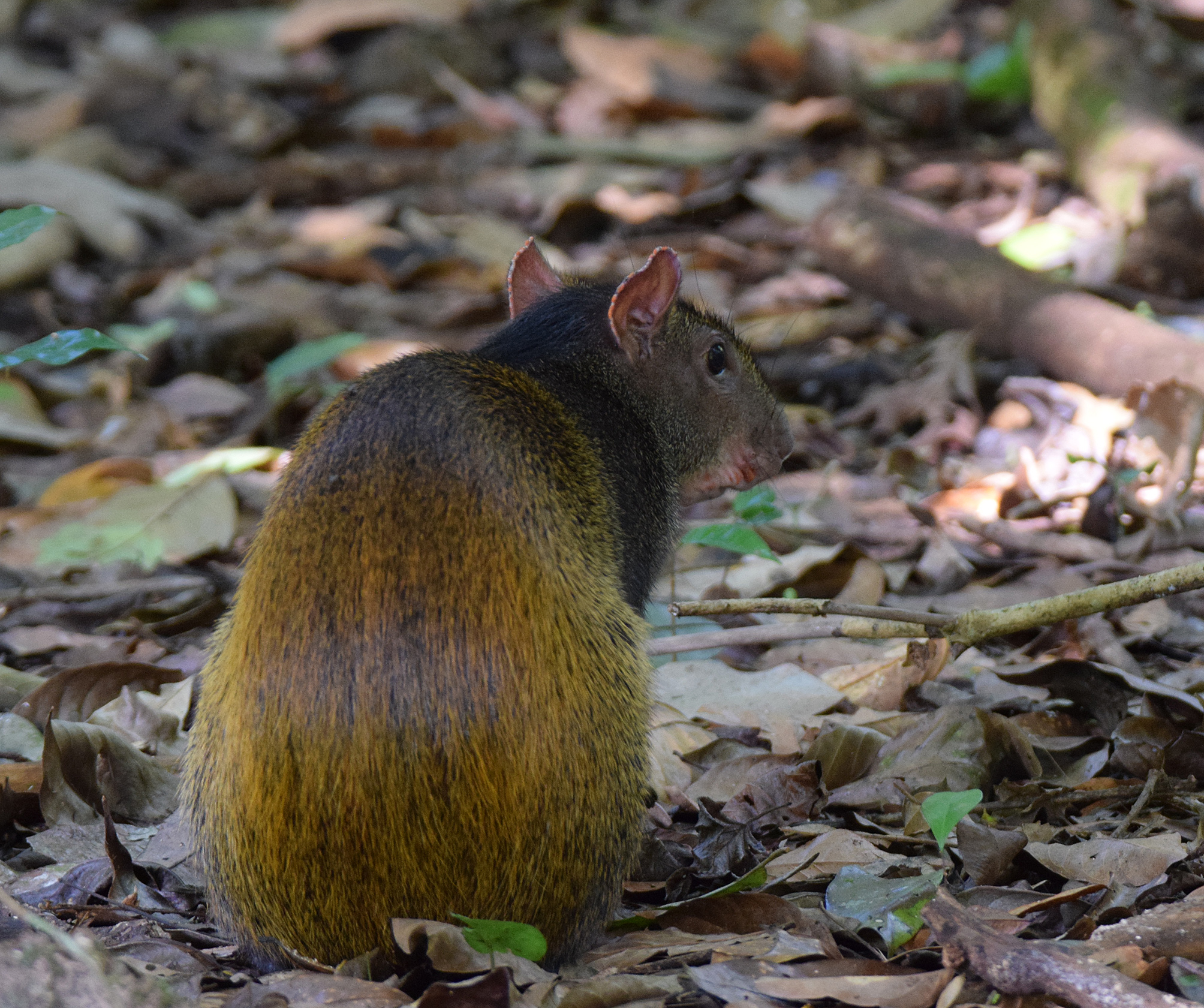 Zoogdieren - Mammals - De website van mhedelmannatuur!
