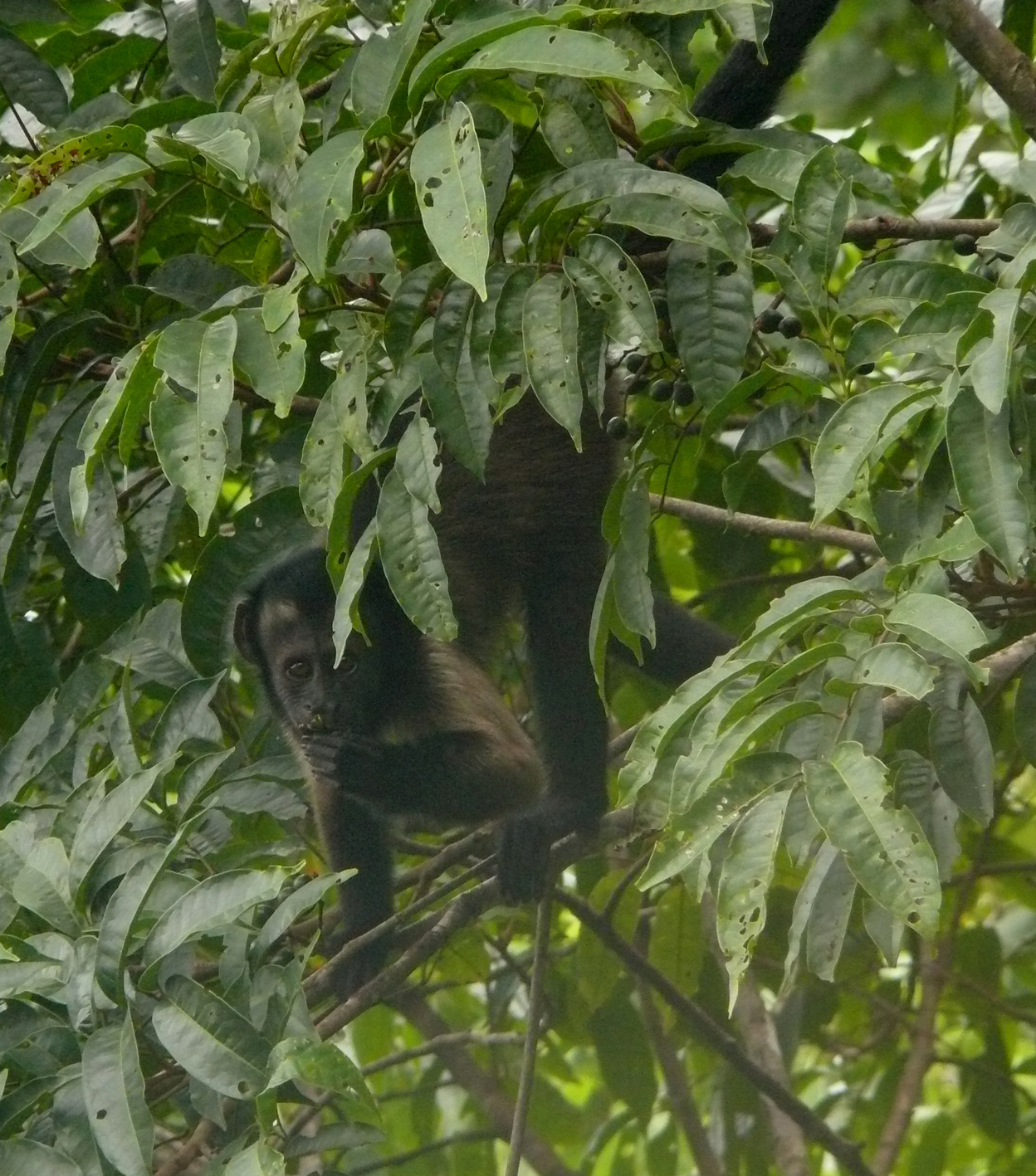 Zoogdieren - Mammals - De website van mhedelmannatuur!