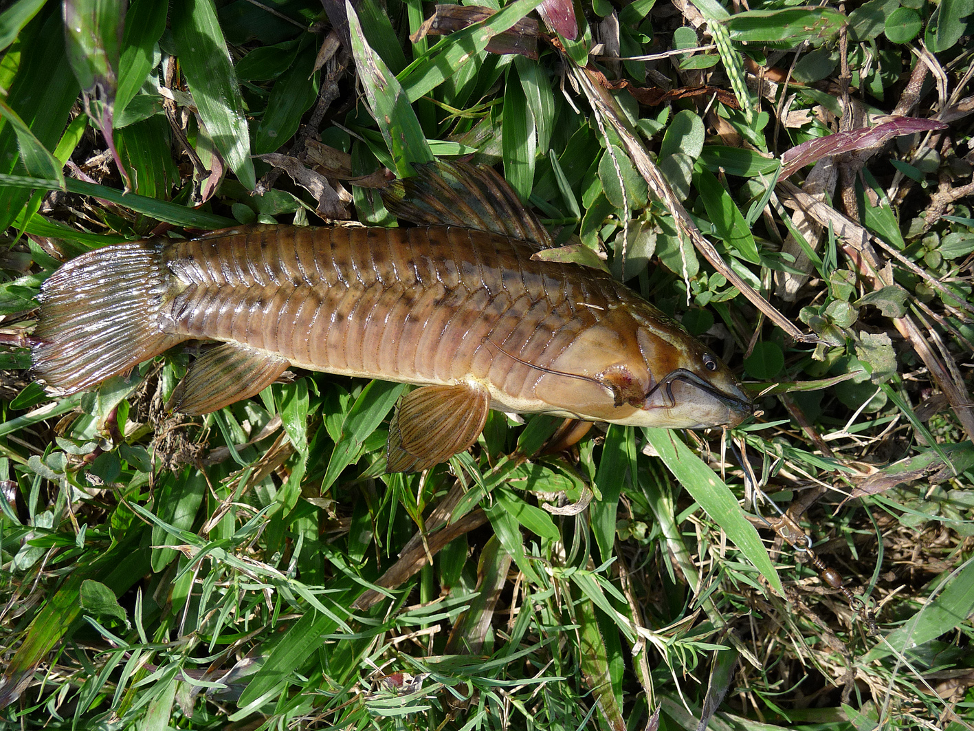 Vissen van Suriname - Fishes of Surinam - De website van mhedelmannatuur!